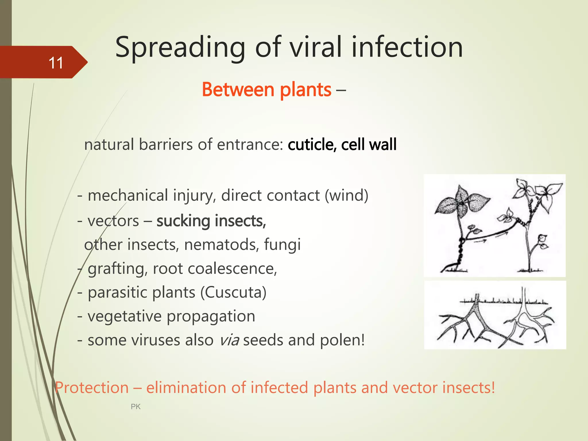 Plant virus | PPSX
