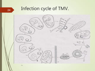 Plant virus | PPSX