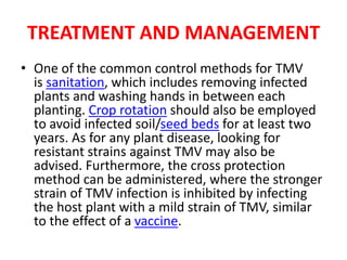 PLANT VIRUS.pptx
