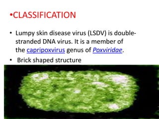 PLANT VIRUS.pptx