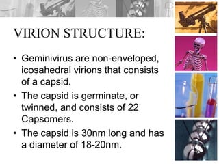 plant viruses- Geminivirus ppt | PPTX
