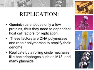 plant viruses- Geminivirus ppt | PPTX
