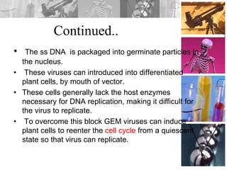 plant viruses- Geminivirus ppt | PPTX