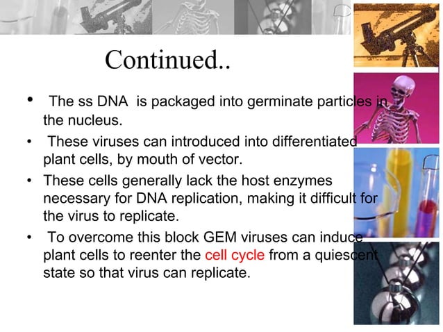 plant viruses- Geminivirus ppt | PPTX