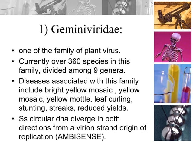 plant viruses- Geminivirus ppt | PPTX