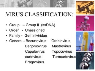 plant viruses- Geminivirus ppt | PPTX