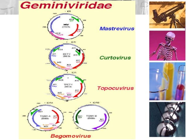 plant viruses- Geminivirus ppt | PPTX