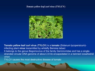 Plant viruses | PPT