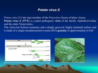 Plant viruses | PPT