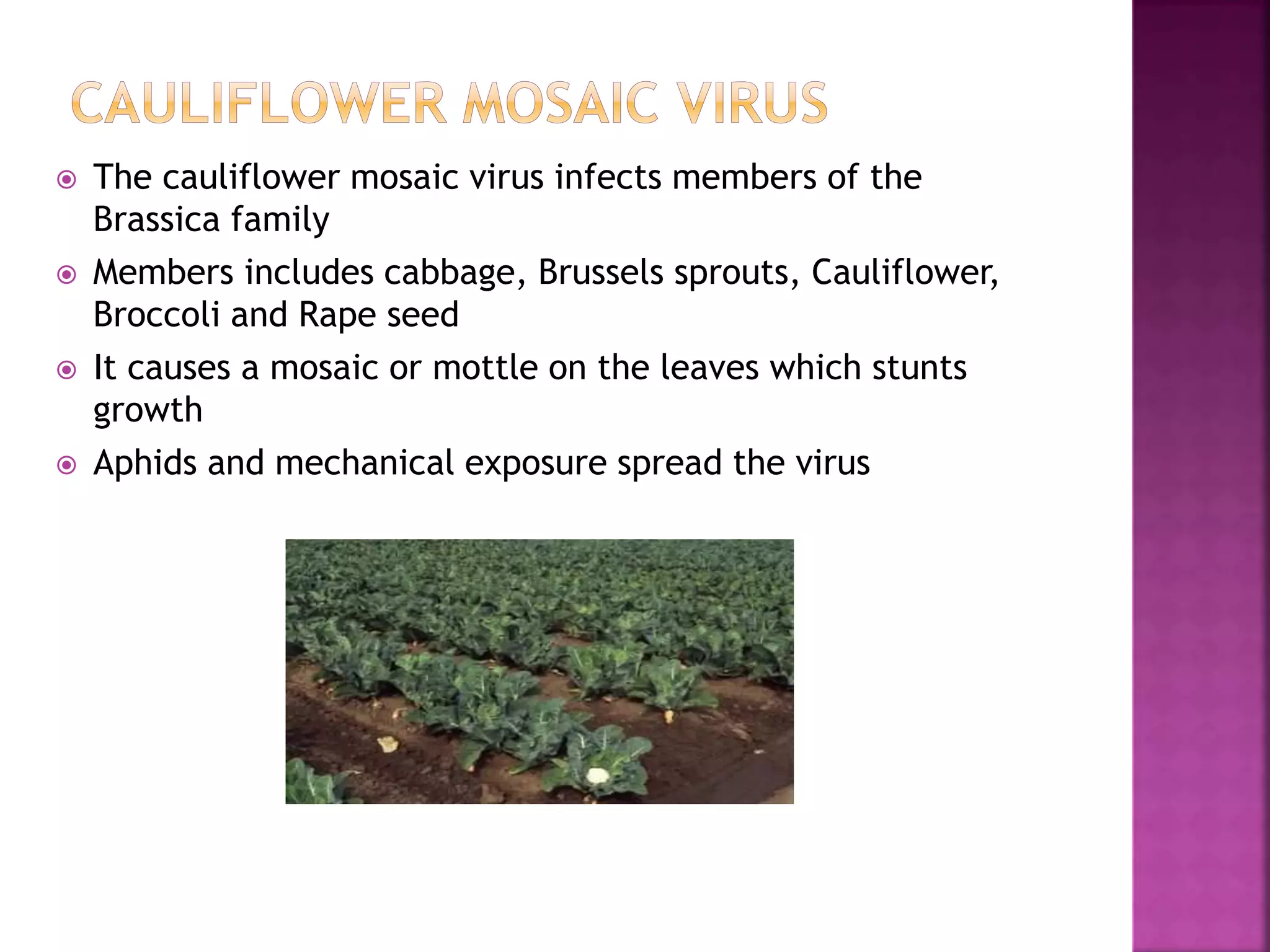 Plant viruses | PPTX