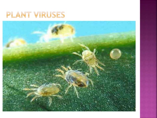 Plant viruses | PPTX | Gardening | Home & Garden