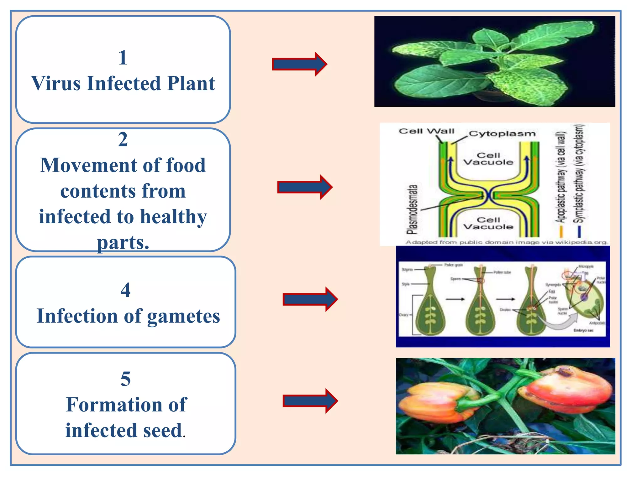 Plant viruses transmission through seed, sap and vegetative propagation ...