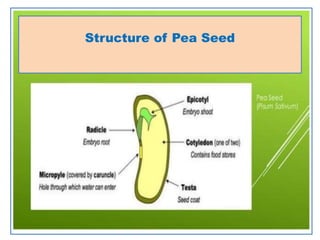 Plant viruses transmission through seed, sap and vegetative propagation ...