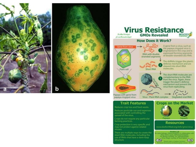 Plant Virus interactions 2018(2).pptx