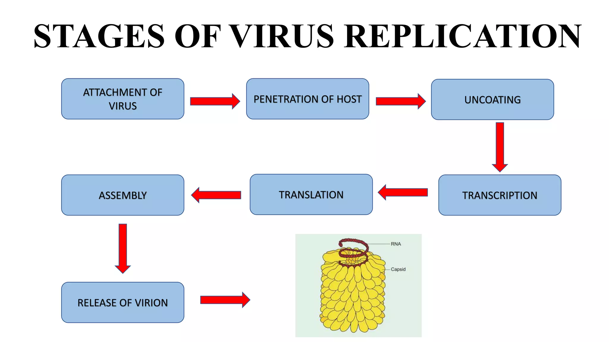 PLANT VIRUS REPLICATION.pptx
