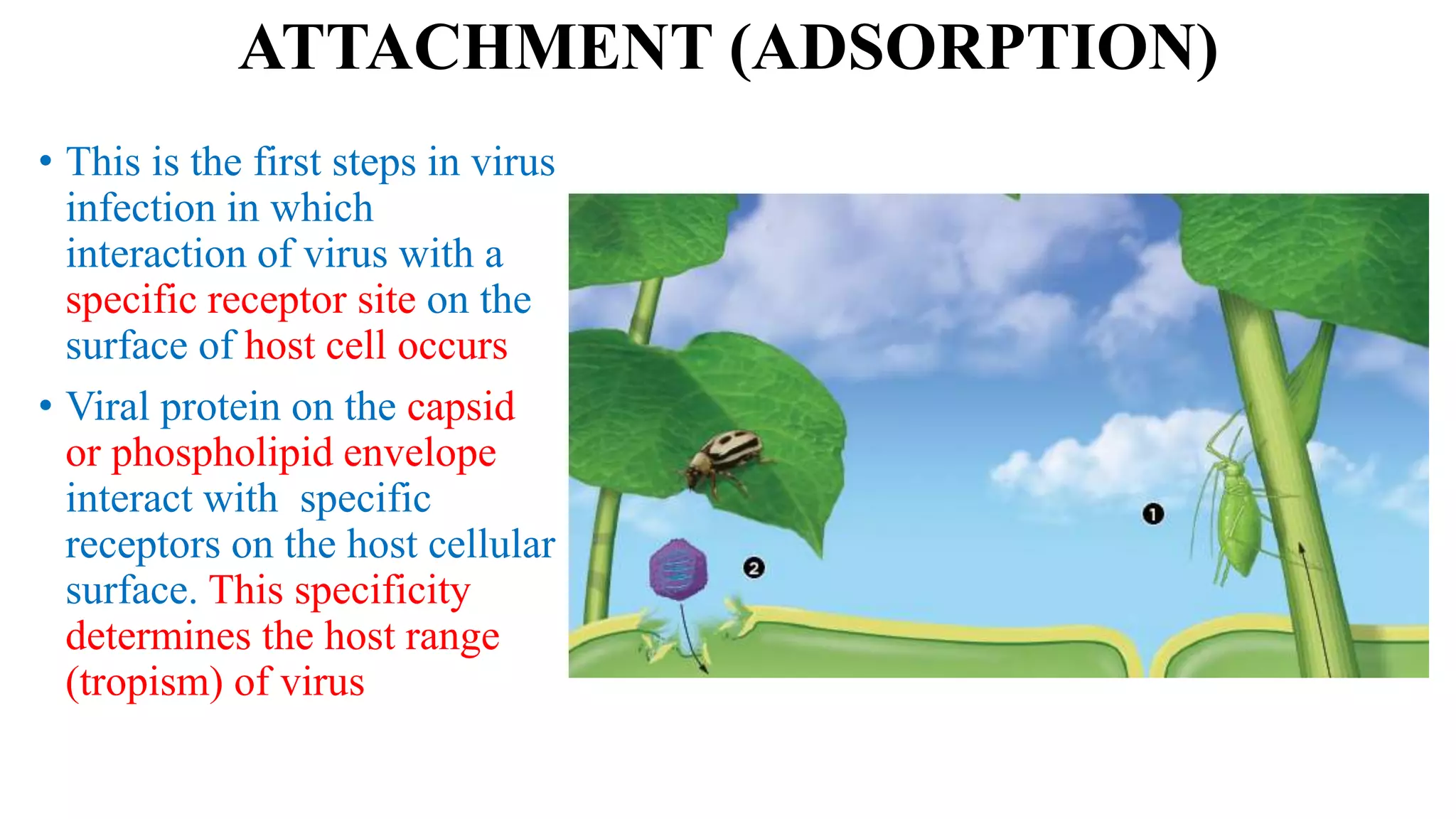 PLANT VIRUS REPLICATION.pptx