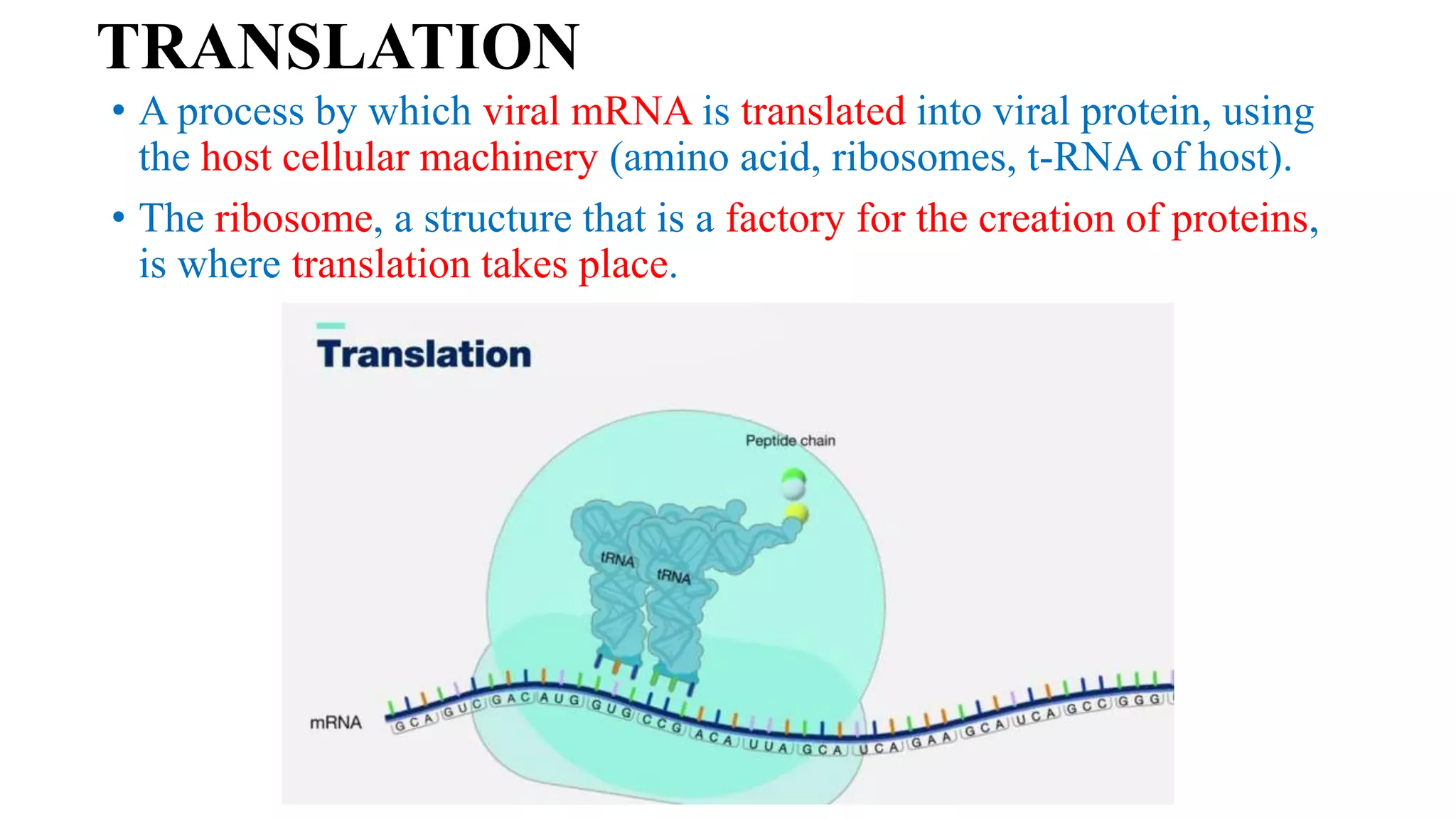 PLANT VIRUS REPLICATION.pptx