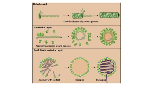 PLANT VIRUS REPLICATION.pptx | Biological Sciences | Science