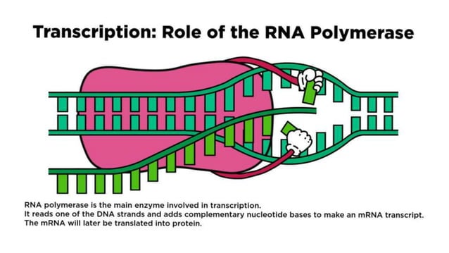 PLANT VIRUS REPLICATION.pptx | Biological Sciences | Science