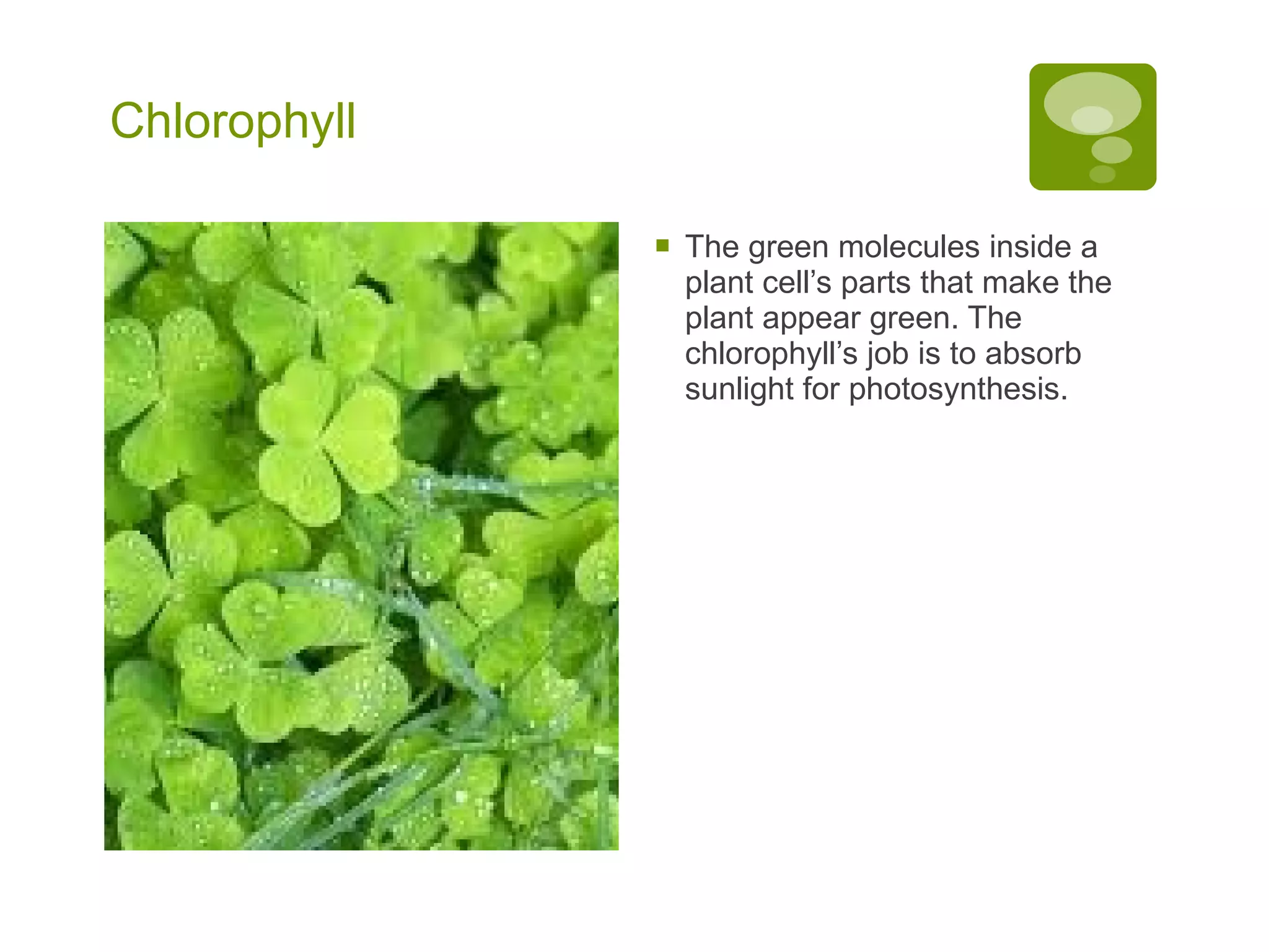 Plant vocabulary | PPT