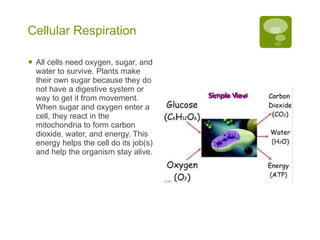 Plant vocabulary | PPT