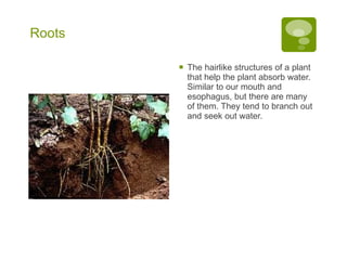 Plant vocabulary | PPT