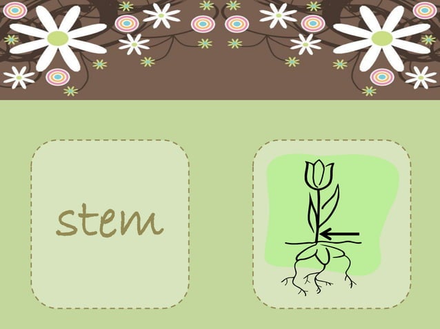 Plant vocabulary | PPTX