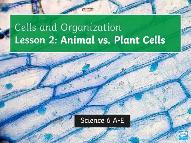 Plant vs. Animal Cells Lesson.pdf