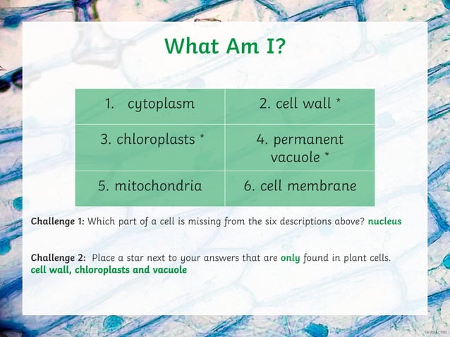 Plant vs. Animal Cells Lesson.pdf