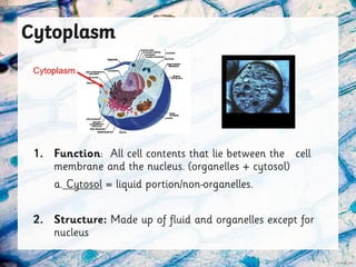 Plant vs. Animal Cells Lesson.pdf