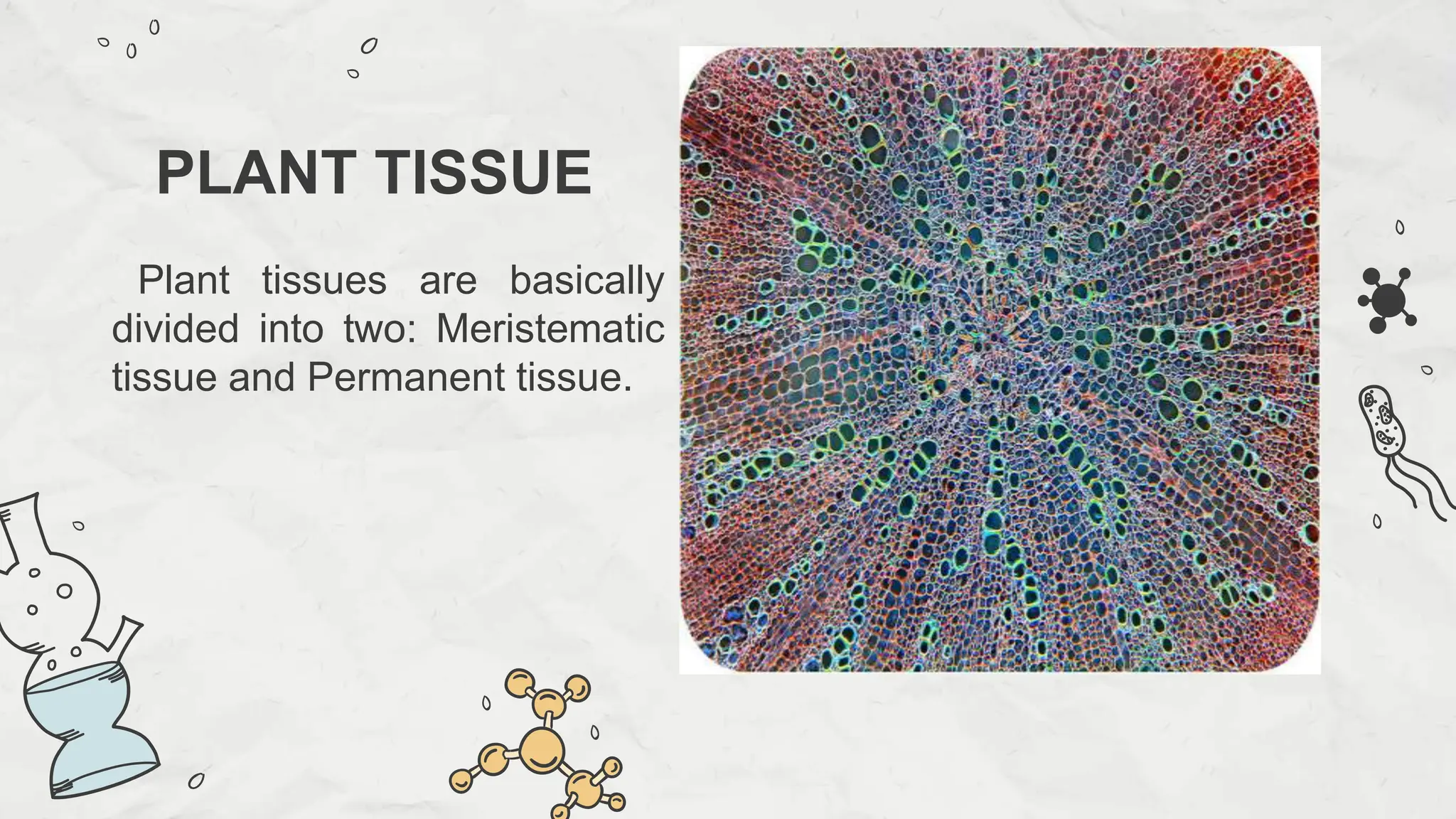 PLANT VS. ANIMAL TISSUE. pptx | PPTX