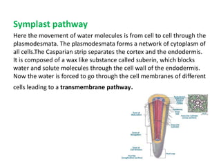 Plant water relation | PPTX