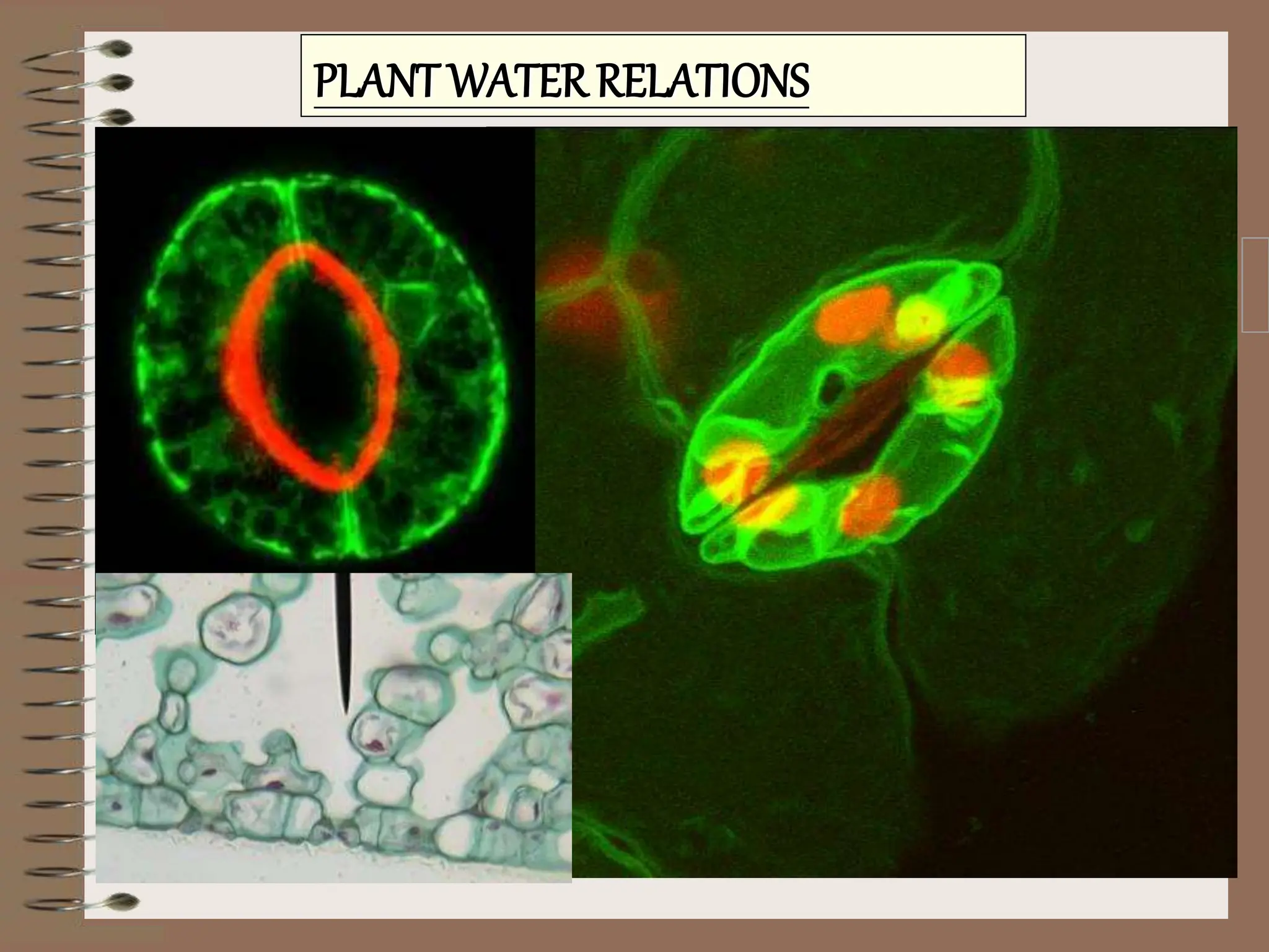 PLANT&WATERRELATION_EdDSE602lessonl.pptx