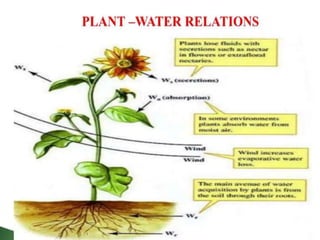 plant water relation, transpiration, root pressure and transpirational ...
