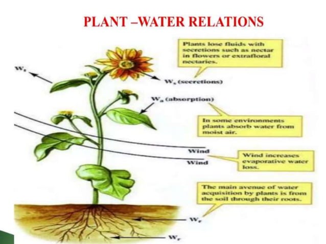 plant water relation, transpiration, root pressure and transpirational ...