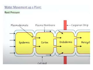 Root Pressure Diagram