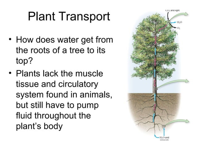 Plant water transport | PPT