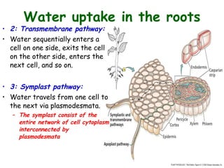 Plant water transport | PPT