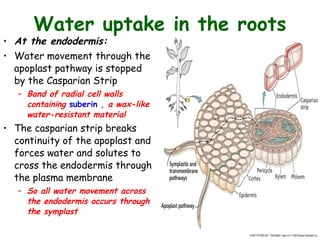 Plant water transport | PPT