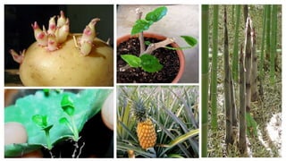 Plant World | PPTX