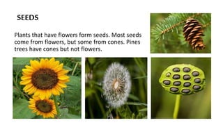 Plant World | PPTX