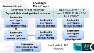 Plan vacunación en cerdos | PDF