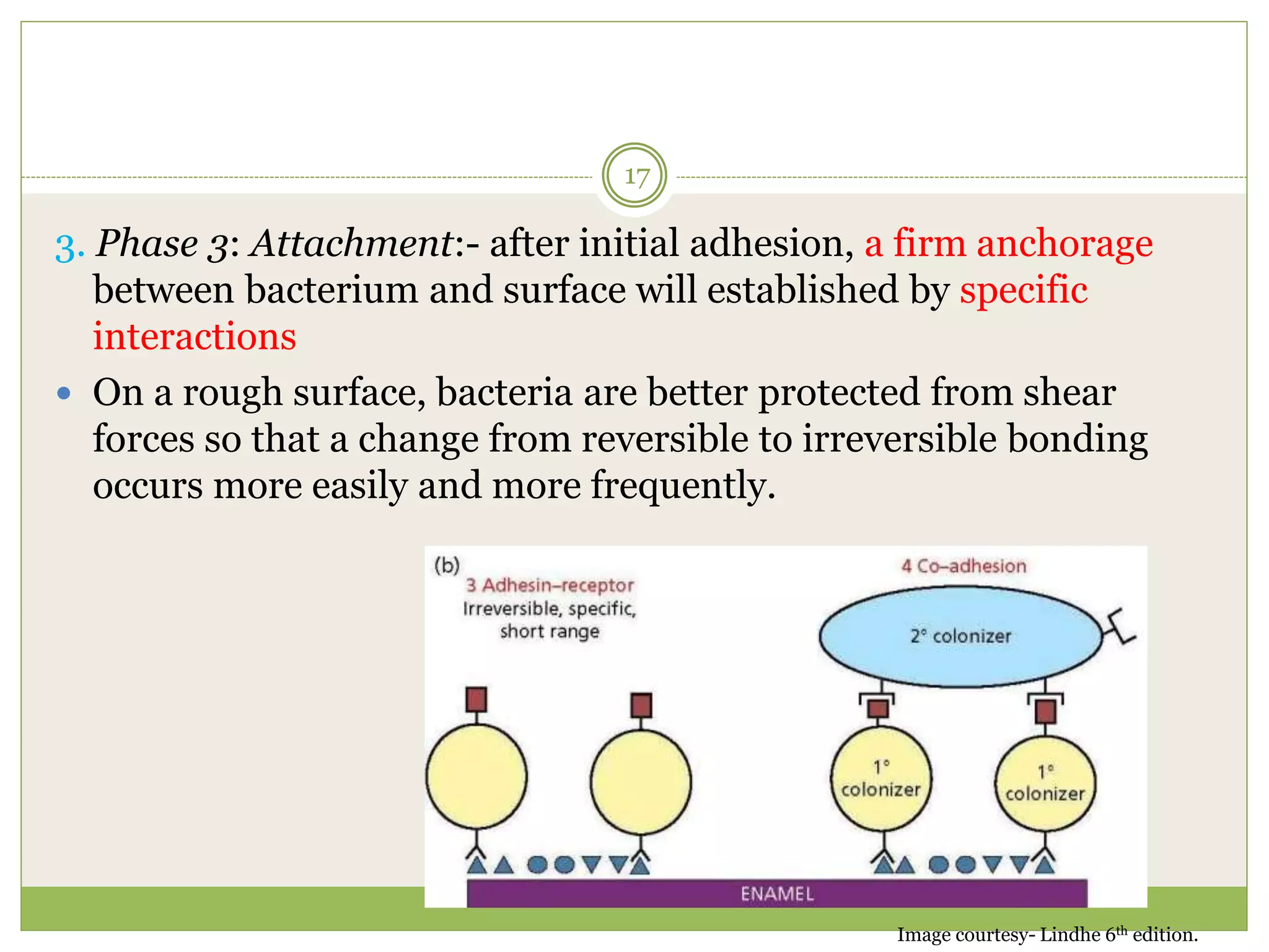 Plaque | PPTX | Dental Health | Diseases and Conditions