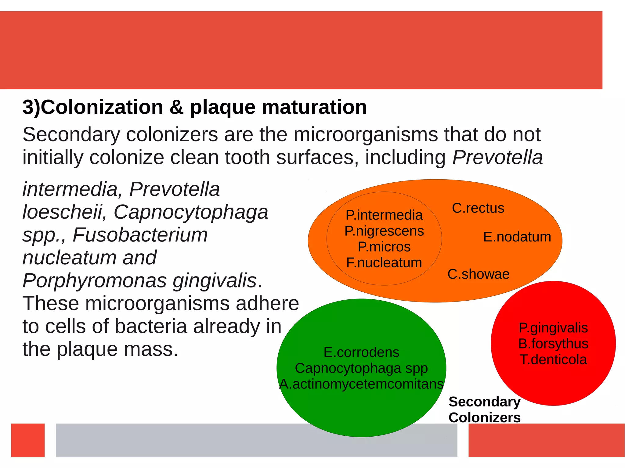Dental Plaque | ODP