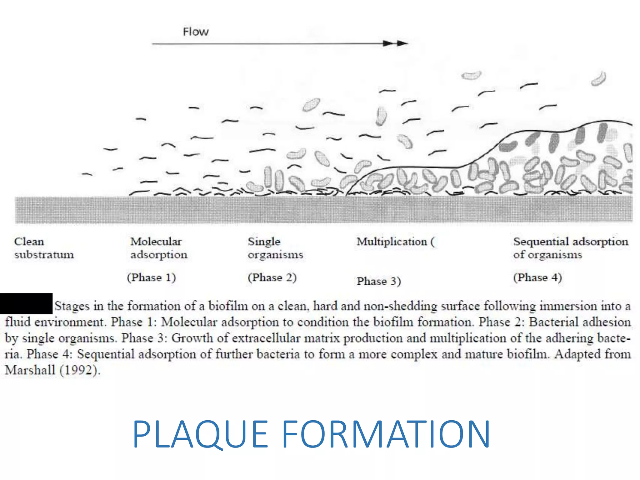 Plaque as a Biofilm | PPTX