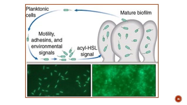 plaque and calculus malti periodoto.pptx