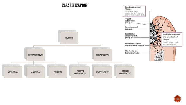 plaque and calculus malti periodoto.pptx