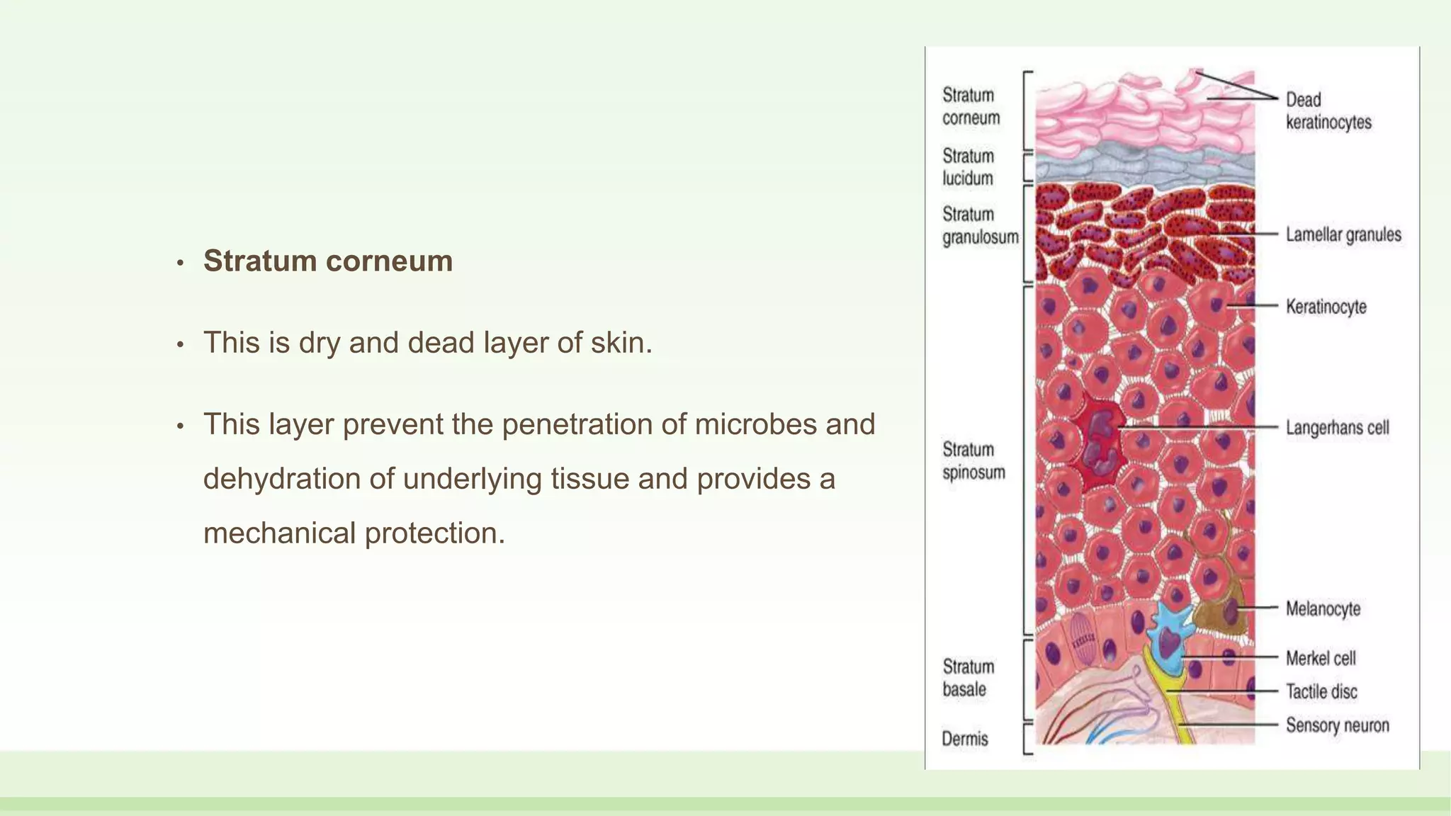 Plaque psoriasis presentation | PPTX