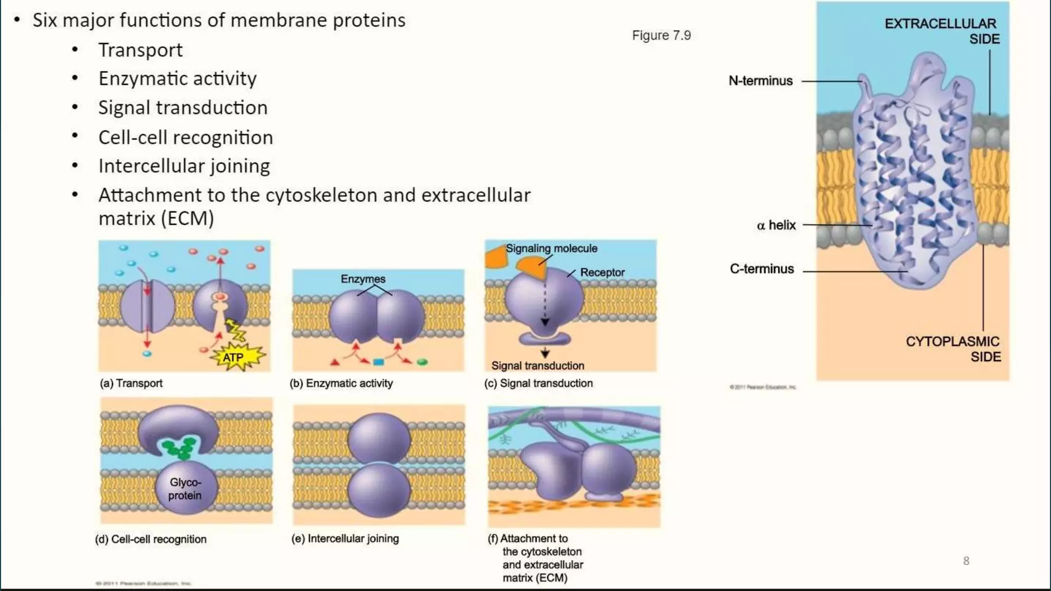 Plasma membrane and membrane transport | PPT