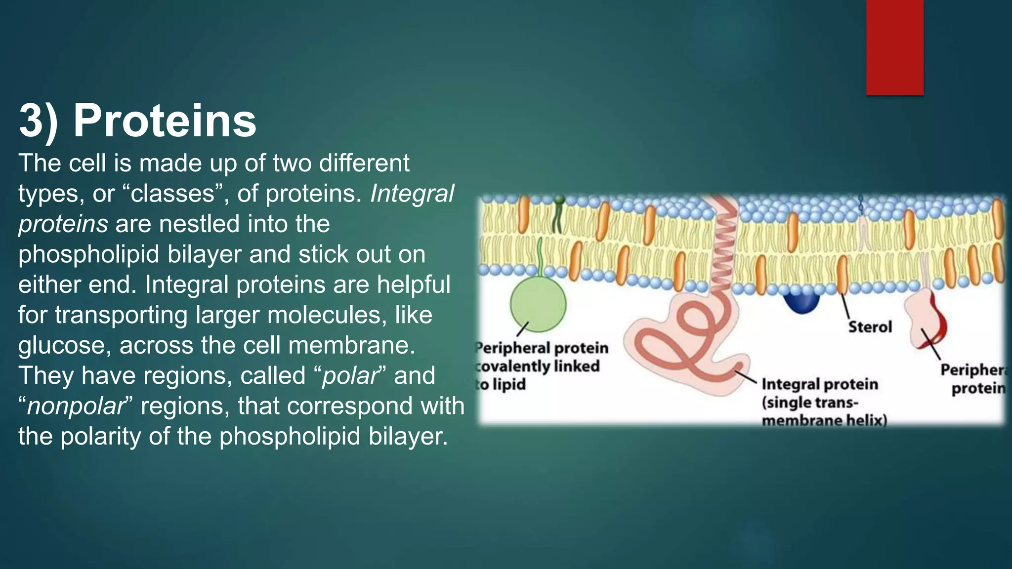 Plasma membrane and membrane transport | PPT